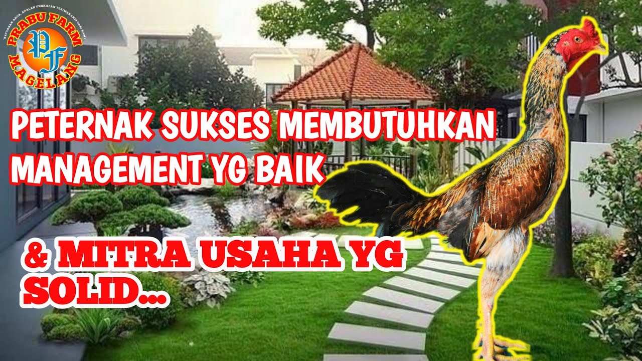 System Bisnis Kandang Prabu Farm...semua RAHASIA SUKSES di bongkar di ...