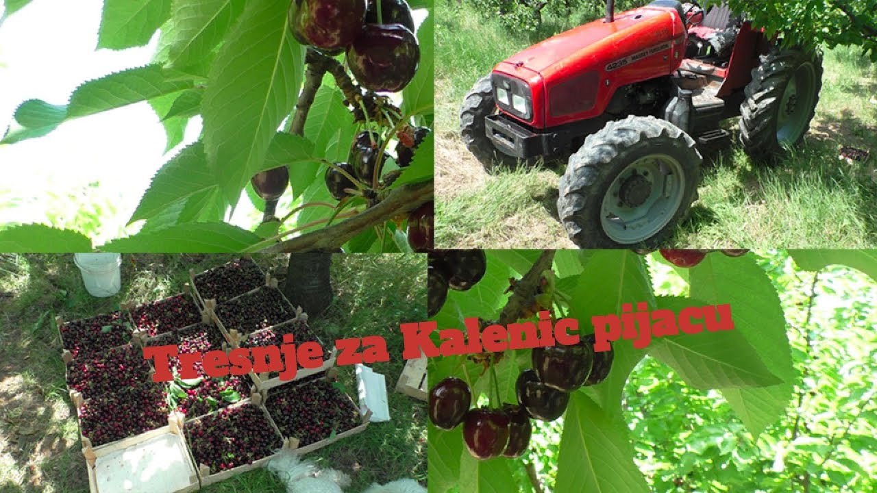 IZ NJIVE: Trešnje za prodaju na Kalenić pijaci - YouTube