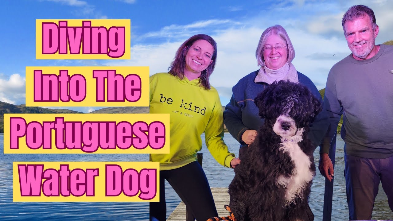 Highlighting The Portuguese Water Dog With Professor Kari Lavalli - YouTube