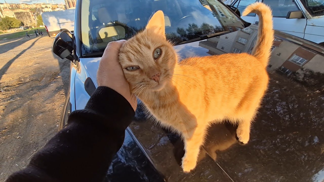 A warm and friendly orange stray cat glowing like the sun. - YouTube