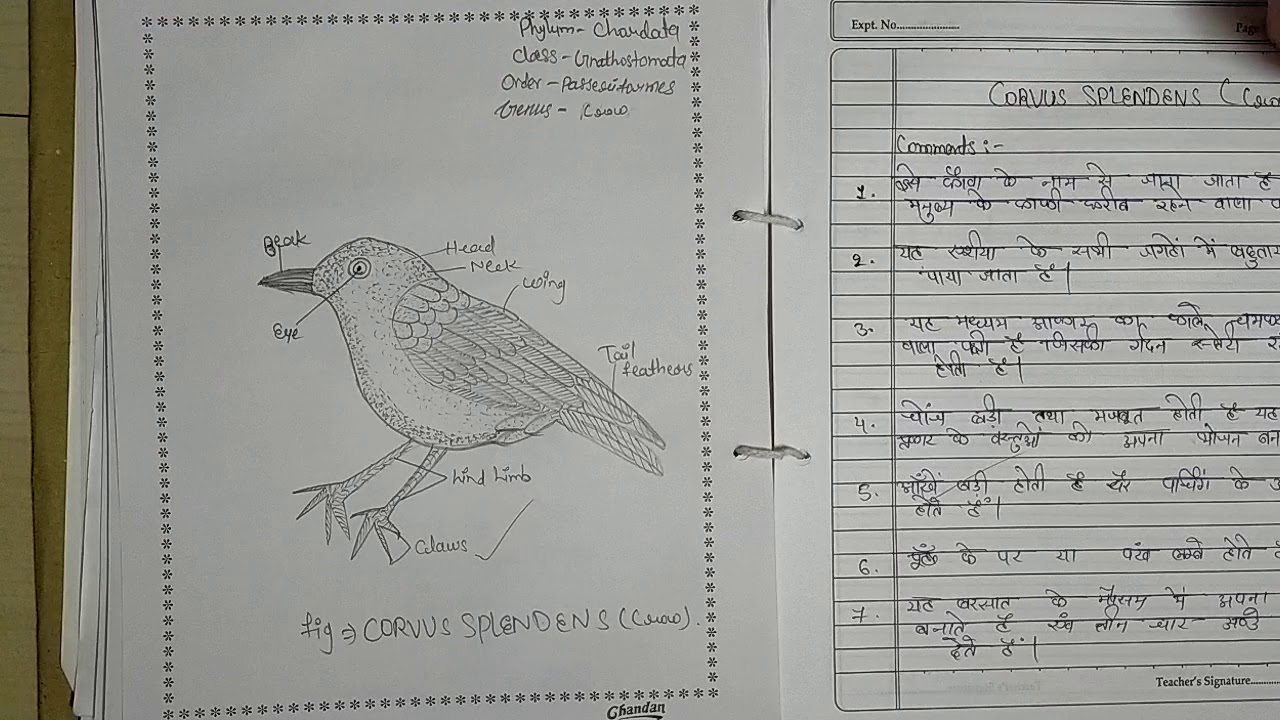 ZOOLOGY PRACTICAL FILE 2 VERTEBRATES - YouTube