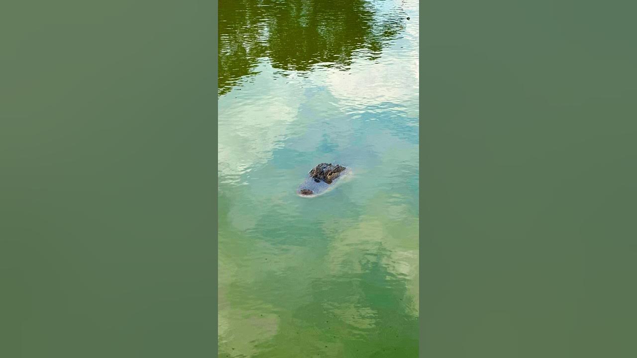 THE REAL LIFE CHUBBS 🦾😎 #golf #onearmgolfer #alligator #happygilmore # ...