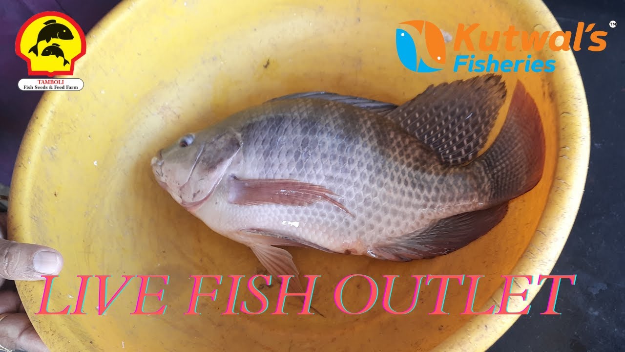 SUCCESS STORY OF OUR FARMER, KUTWAL FISHERIES LIVE FISH OUTLET - YouTube