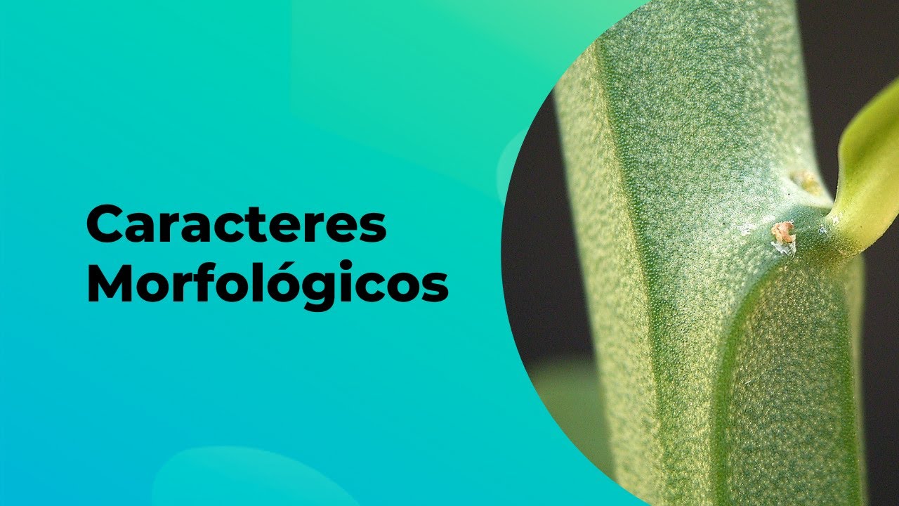 O Que é Morfológicos - FDPLEARN