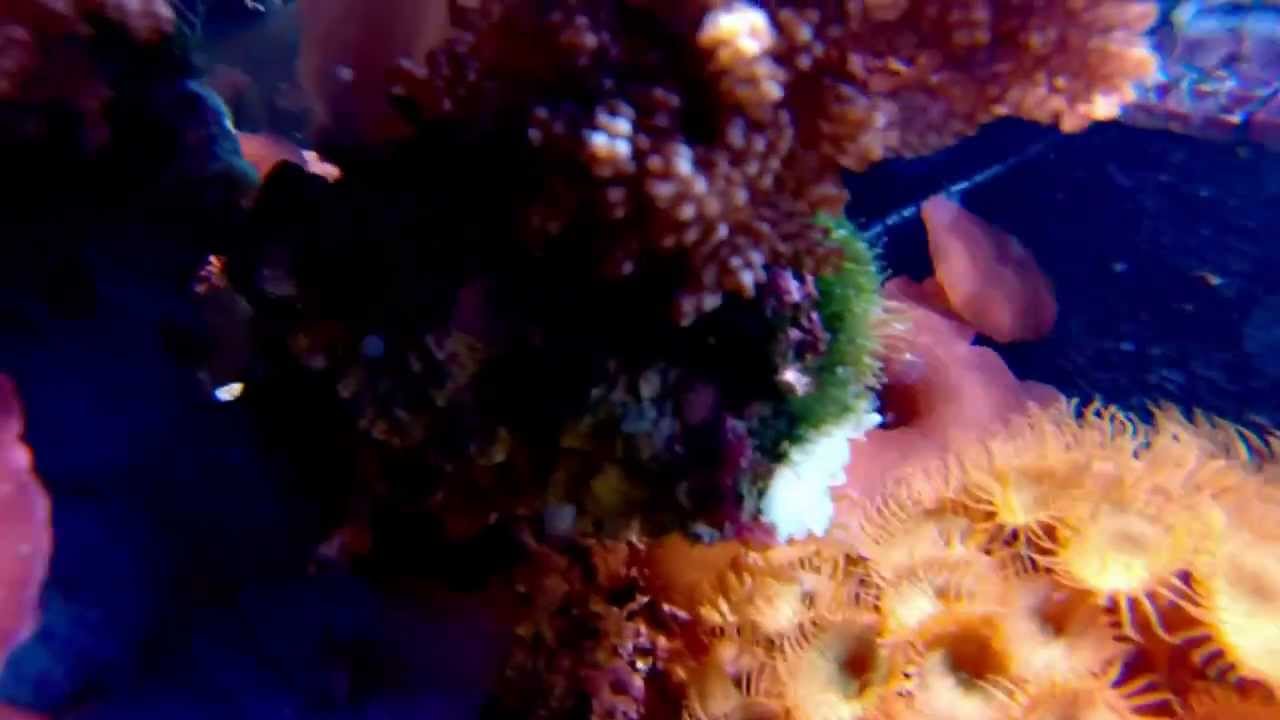 REEF CUBO 200 Litros GO PRO - YouTube
