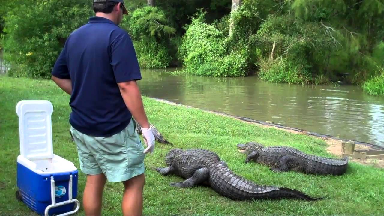 ALLIGATOR ALLEY in Summerdale, Al - YouTube