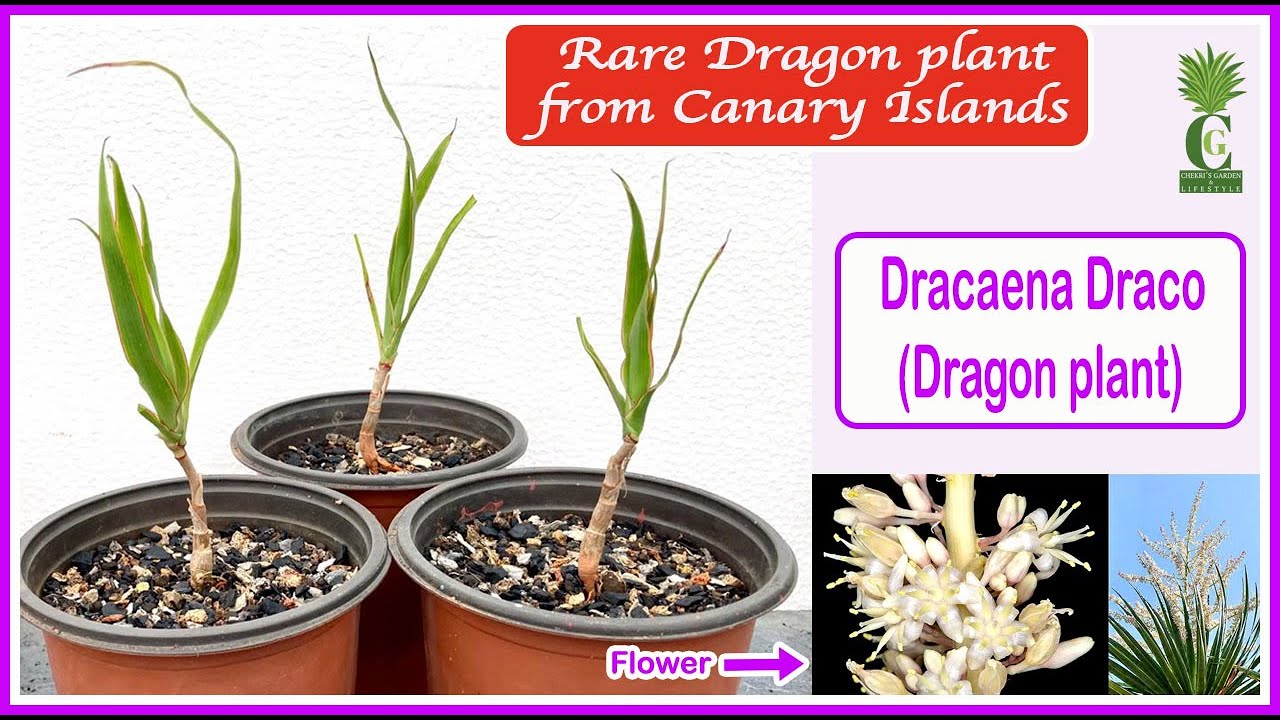 Dragon plant | Dracaena Draco || Cactus and Succulents collection - YouTube