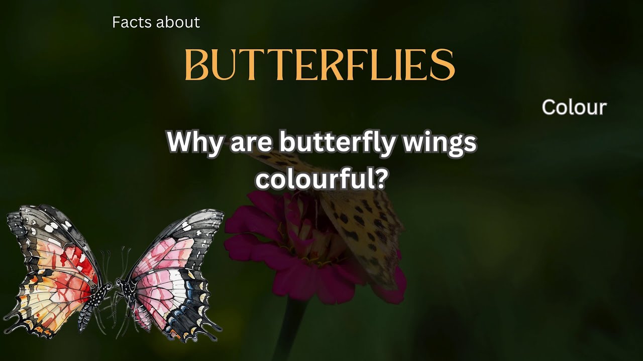 Butterfly Fact 18 - Why are butterfly wings colourful? - YouTube