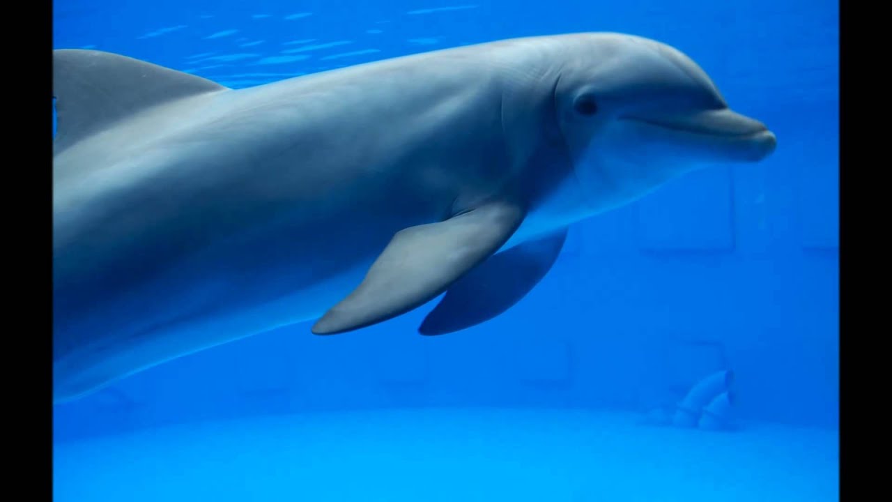 Mozart lullaby with sound of dolphin - YouTube