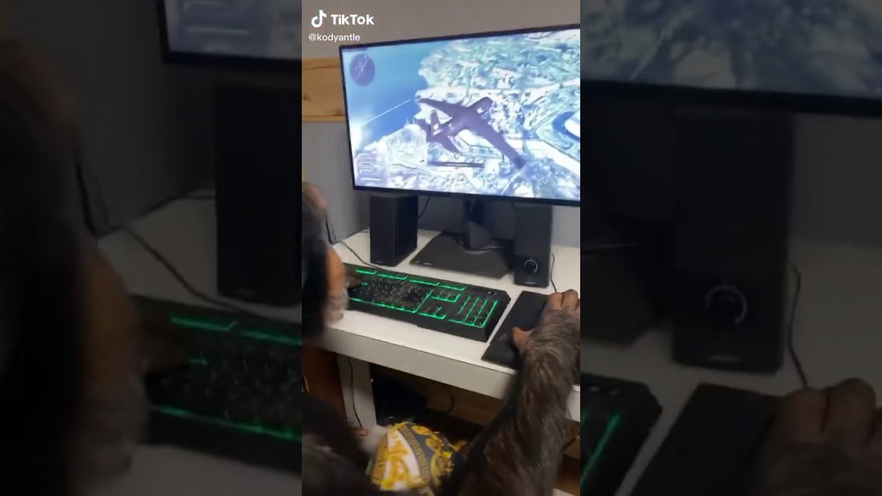 MONKEY PLAYING WARZONE - YouTube