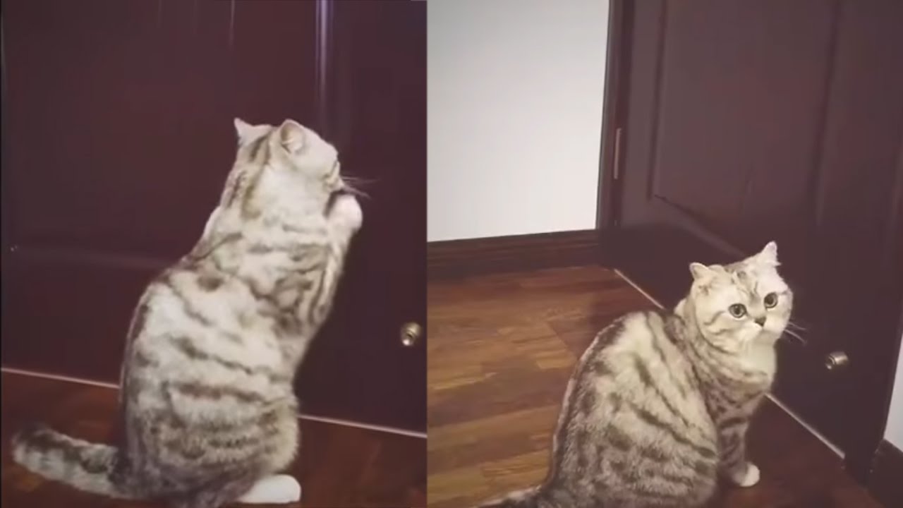 Silly cute cat begs for the door to open - YouTube