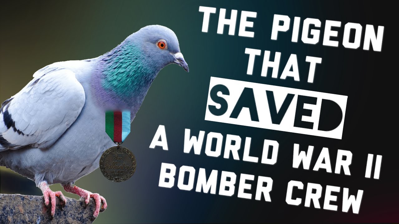 The Pigeon That Saved a WWII Bomber Crew - YouTube