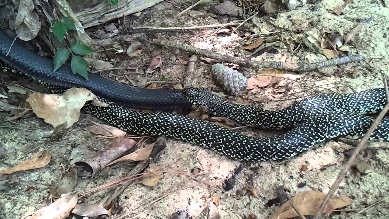 King snake eats other large snake 2 - YouTube