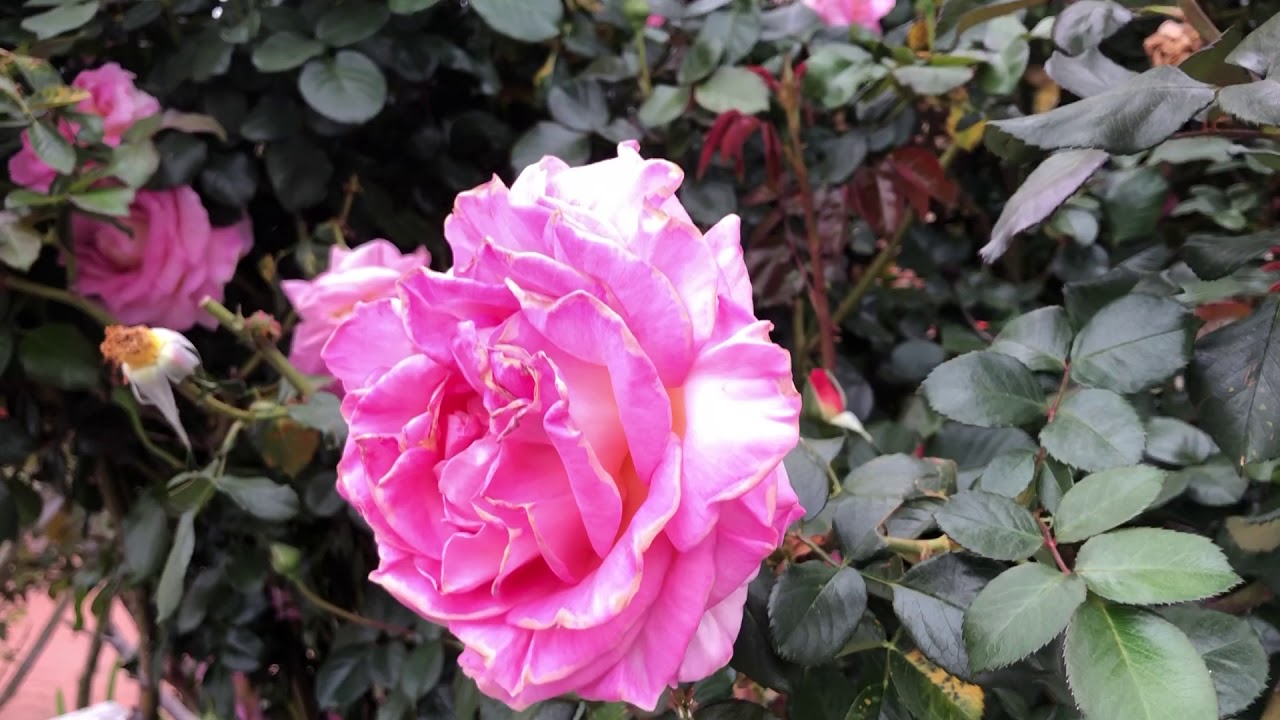 My beautiful rose tree - YouTube