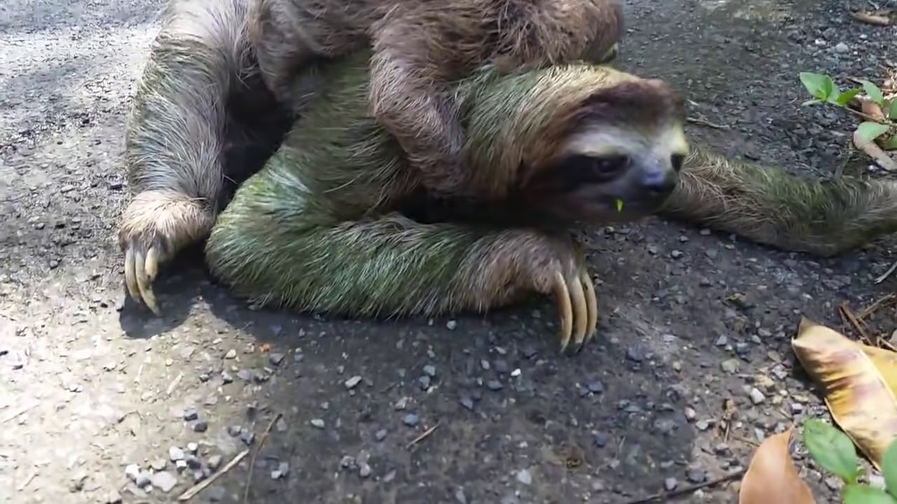 Sloth Carrying her baby across the road | CONTENTbible #Shorts - YouTube