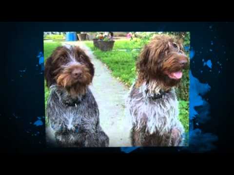 Wirehaired Pointing Griffon Training - YouTube