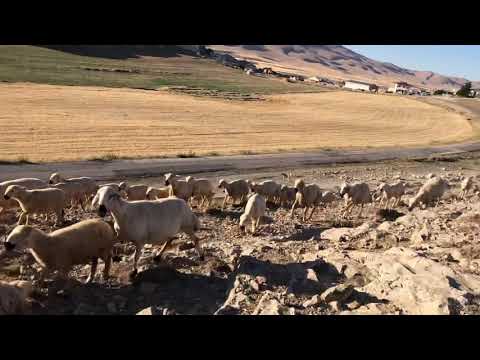 SİVAS GÜRÜN Davulhüyük