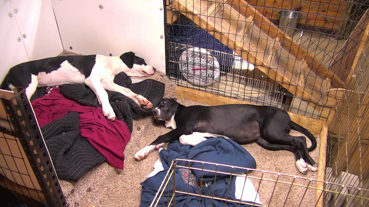 Great Dane Indoor Puppy Room 07-23-2018 19:12:22 - 20:12:27 - YouTube