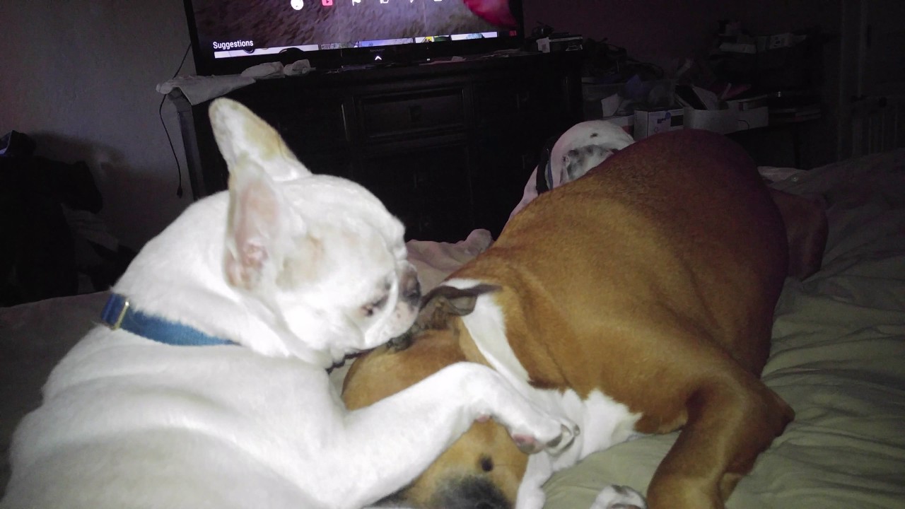 081616 Fumble Frenchie plays with Boxers Gabby, Blitz and Chompie - YouTube