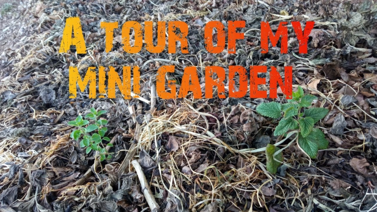 A tour of my mini garden - YouTube