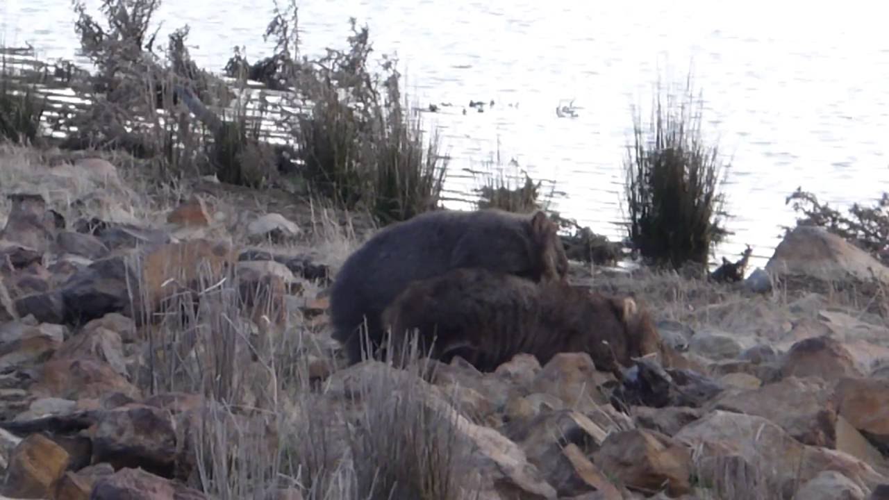 Wild wombat attacks a competitor/mate - YouTube