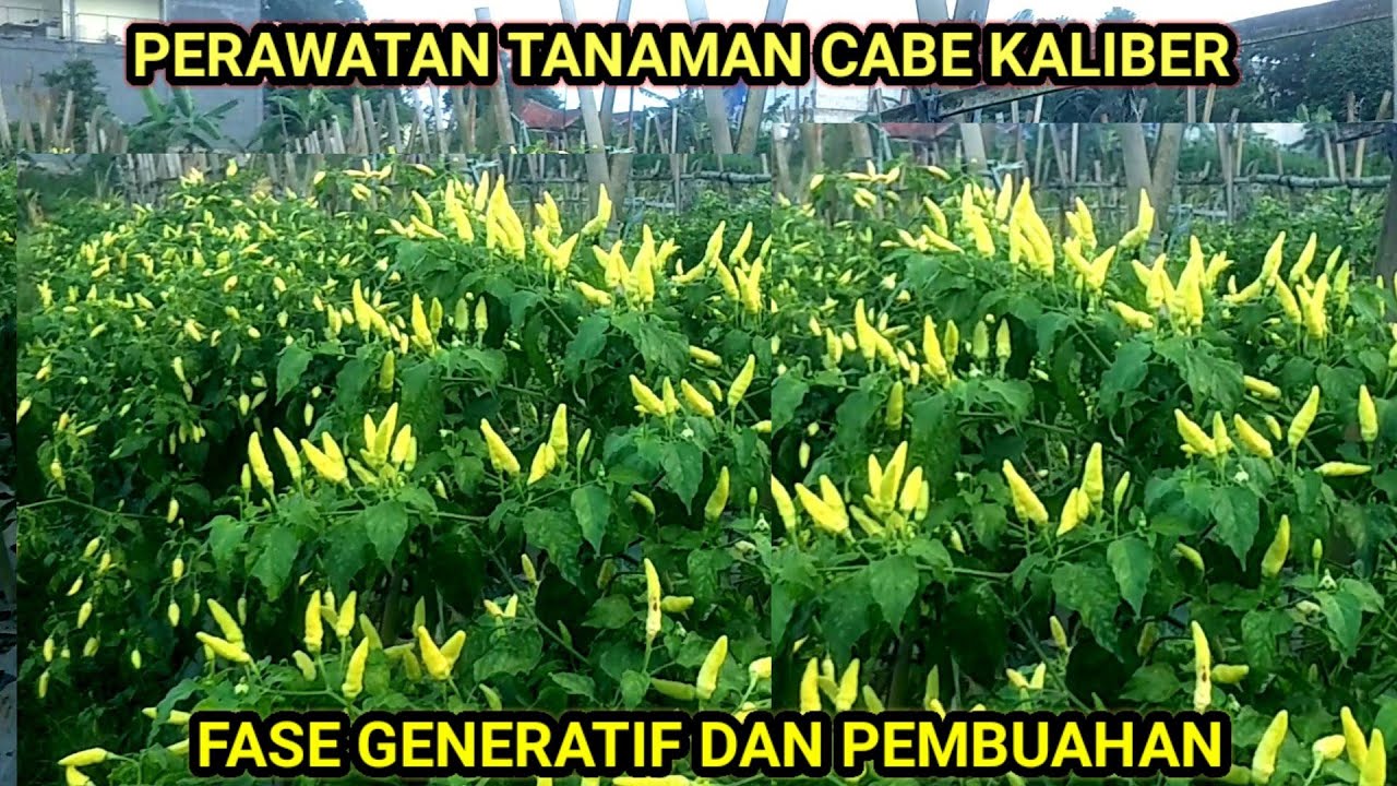 PERAWATAN TANAMAN CABE KALIBER - YouTube