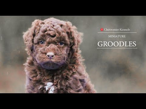 Very Cute Mini Groodles - YouTube