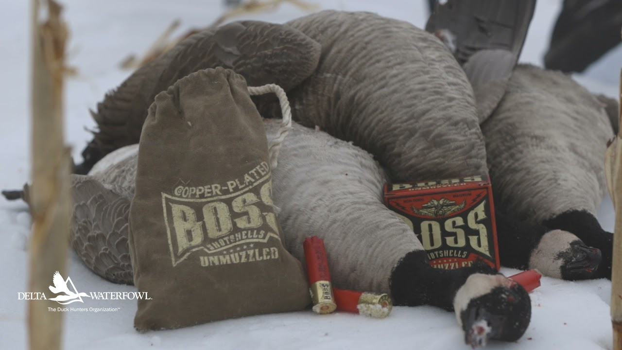 Delta Tested | BOSS ShotShells, 12 ga. 3/5 for waterfowl - YouTube