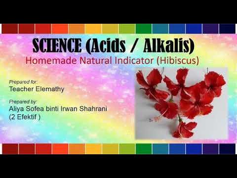 Homemade Natural Indicator (Hibiscus) Science Acid/Alkali - YouTube