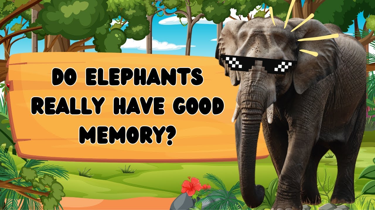 Do Elephants Really Have Great Memories?? Fun Facts About Elephants ...