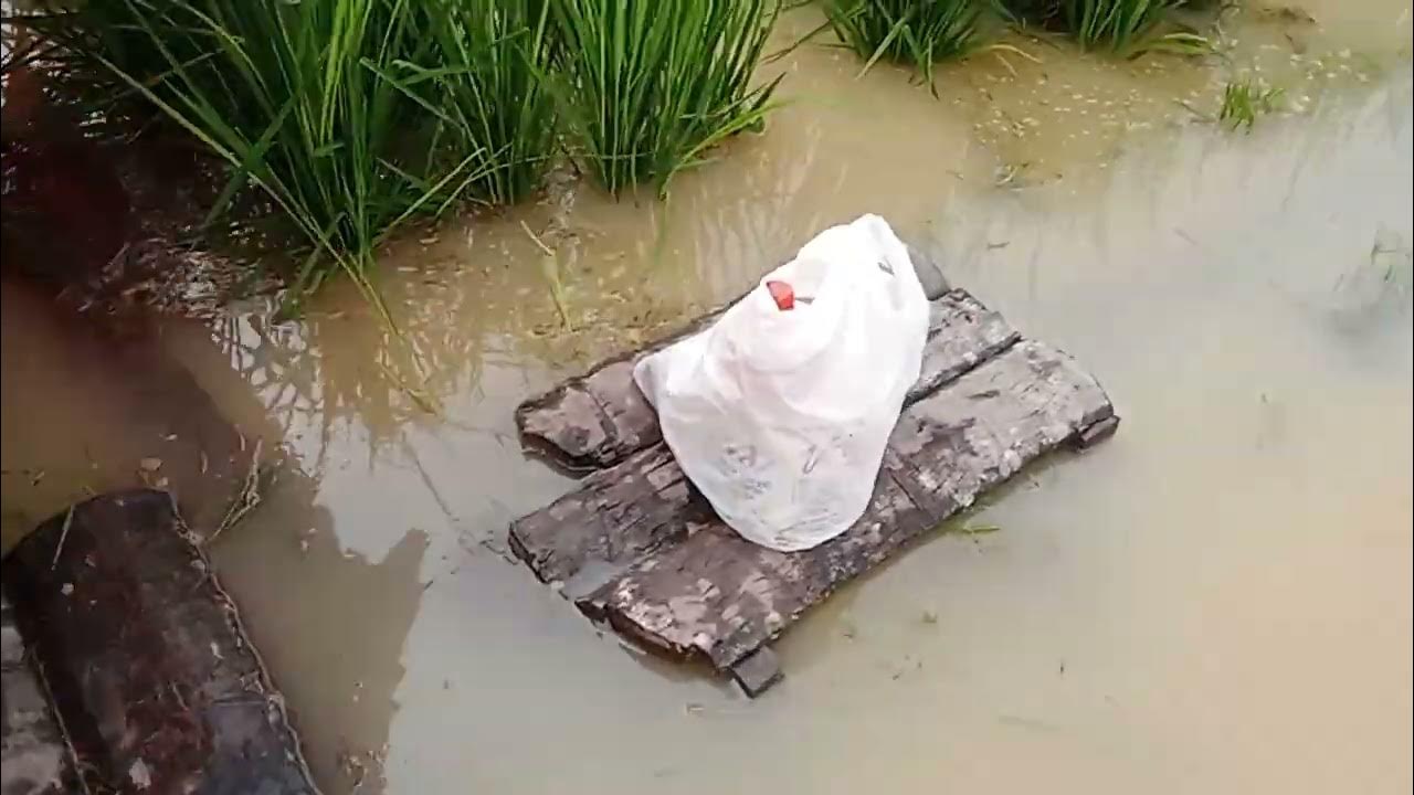 padi ip32 terkena banjir,usia 40 hst,braja kencana Lampung Timur - YouTube