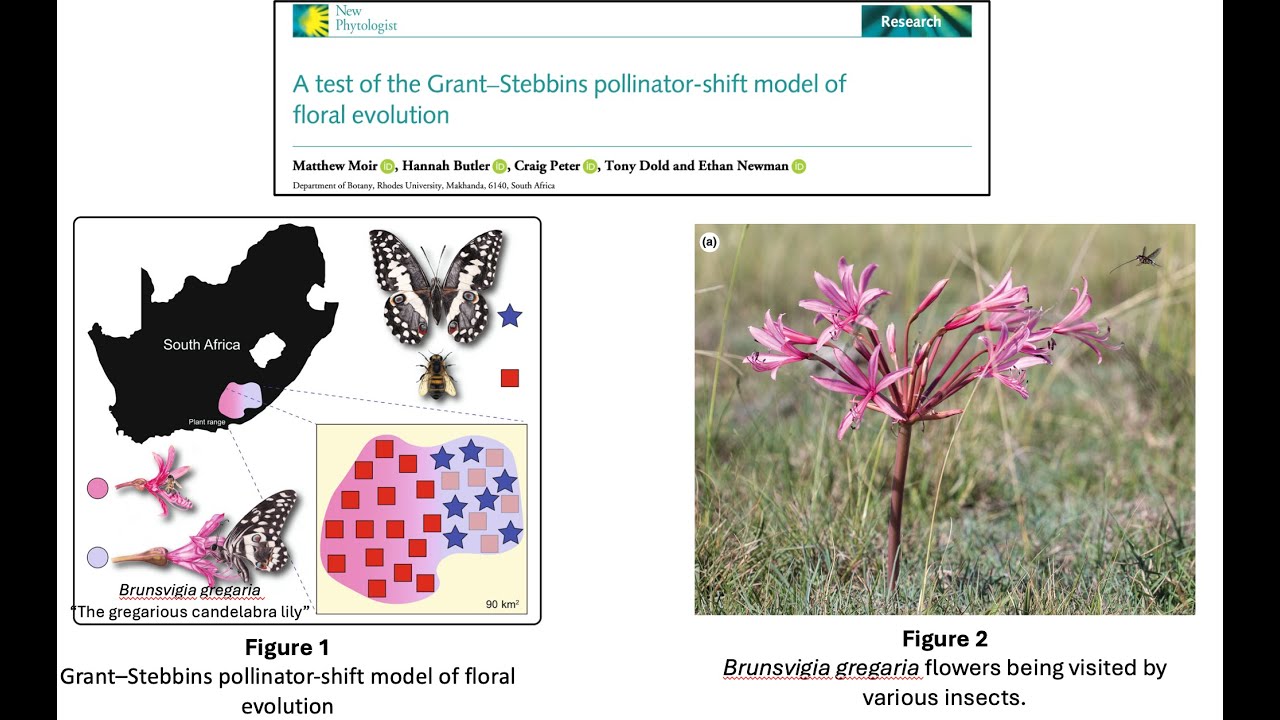 Let's chat about the Grant–Stebbins pollinator-shift model - YouTube