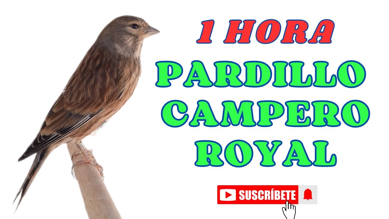 🔊🎶🐦𝗣𝗔𝗥𝗗𝗜𝗟𝗟𝗢 𝗖𝗔𝗠𝗣𝗘𝗥𝗢 𝗥𝗢𝗬𝗔𝗟 𝗖𝗔𝗡𝗧𝗢 𝗗𝗘𝗟 𝗣𝗔𝗥𝗗𝗜𝗟𝗟𝗢 𝗗𝗘 𝗖𝗔𝗠𝗣𝗢. 𝗘𝗗𝗨𝗖𝗔𝗥 𝗣𝗔𝗥𝗗𝗜𝗟𝗟𝗢𝗦. 𝗟𝗜𝗡𝗡𝗘𝗧 𝗘𝗦𝗧𝗜𝗠𝗨𝗟𝗔𝗥 ...