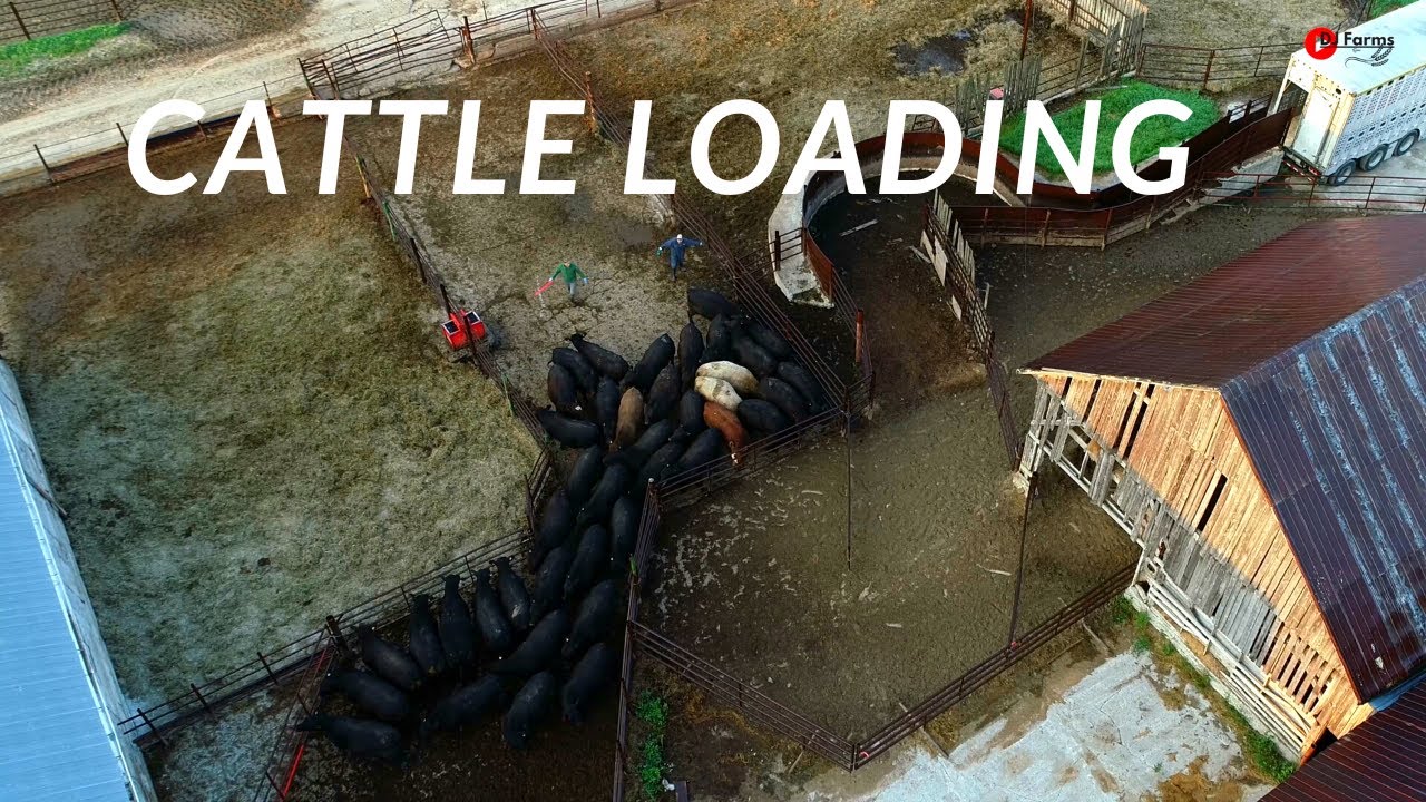 CATTLE LOADING - YouTube