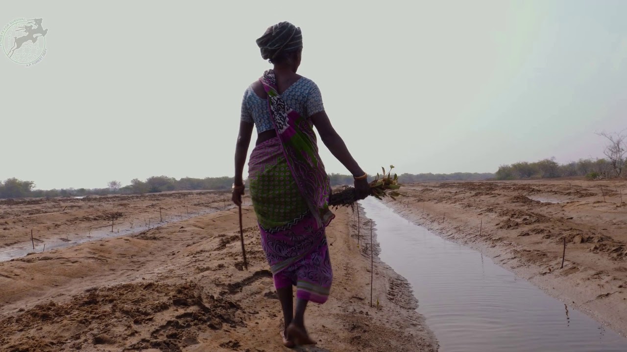 MANGROVE AFFORESTATION ANDHRA PRADESH FOREST DEPARTMENT - YouTube
