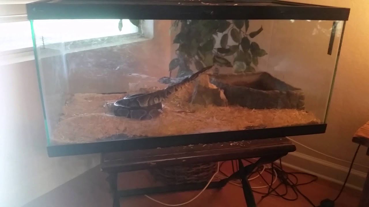 Princess Python crushes mouse (Pinky) - YouTube