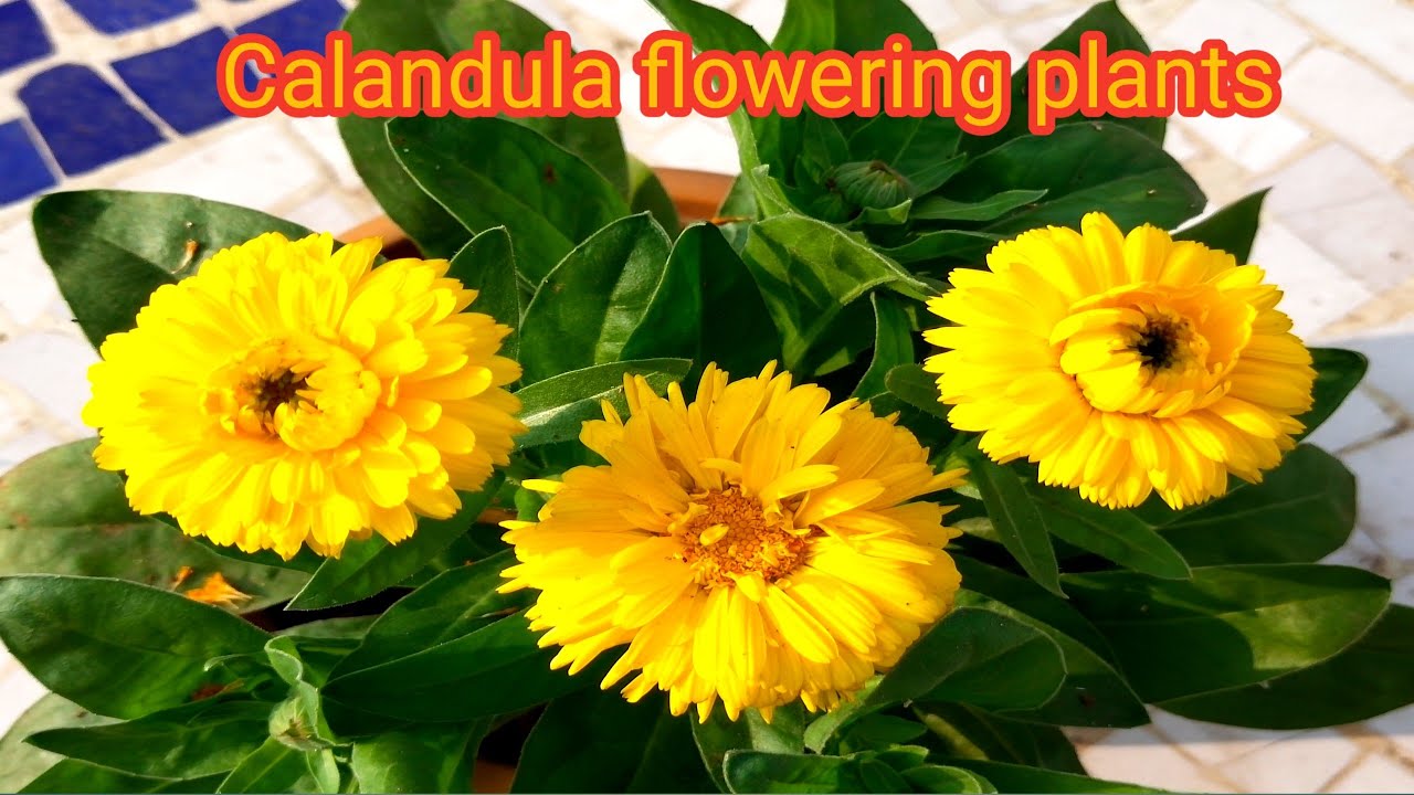 How to grow calendula flowering plants/care of calandula flowering ...