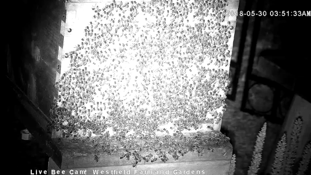 Live Honey Bee CAM - 1080p HD 24/7 Like & Share Us! Through Awareness ...