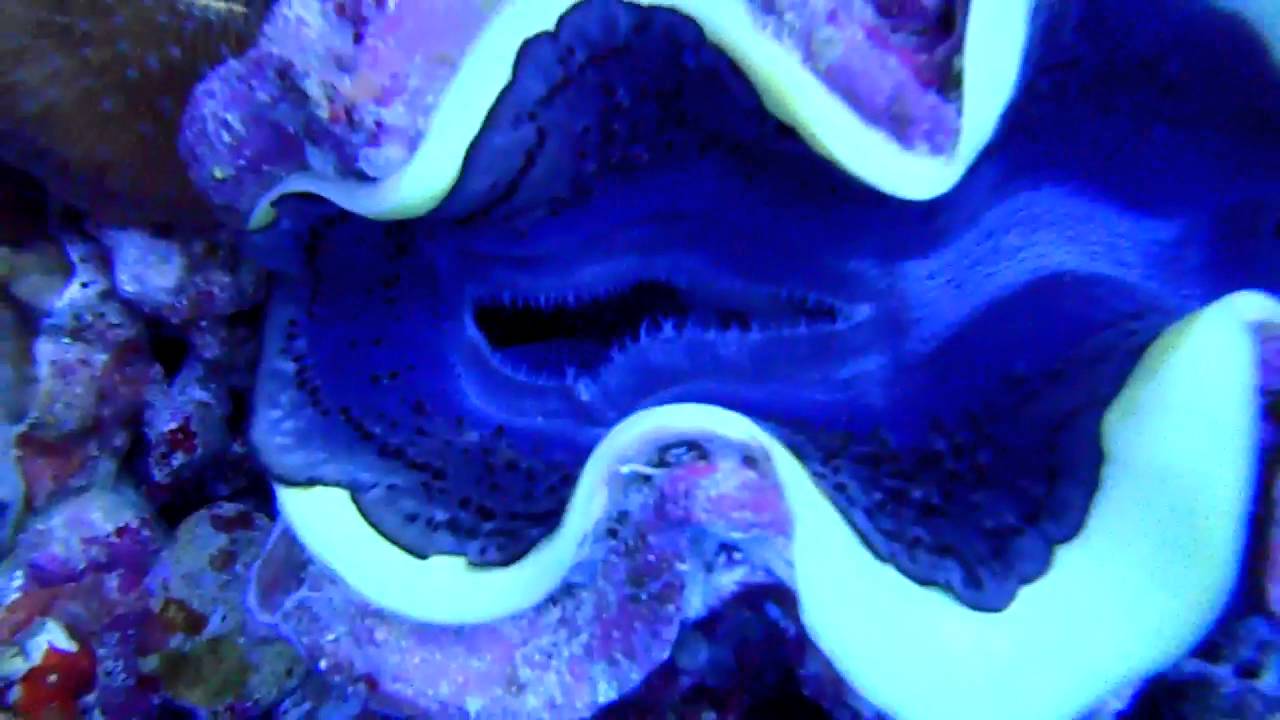 Rotes Meer, Mördermuschel - YouTube