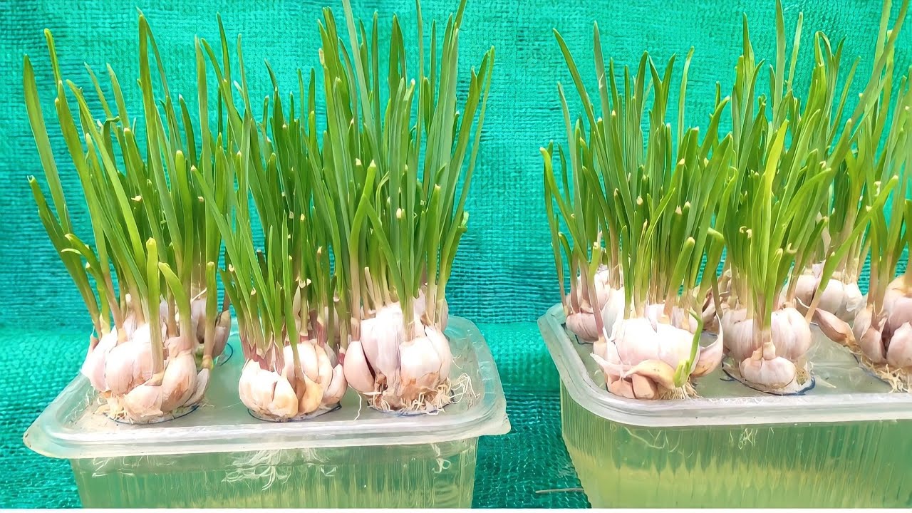 how to grow garlic at home 2023 | apne घर मे lahsun कैसे उगाये 2023 ...