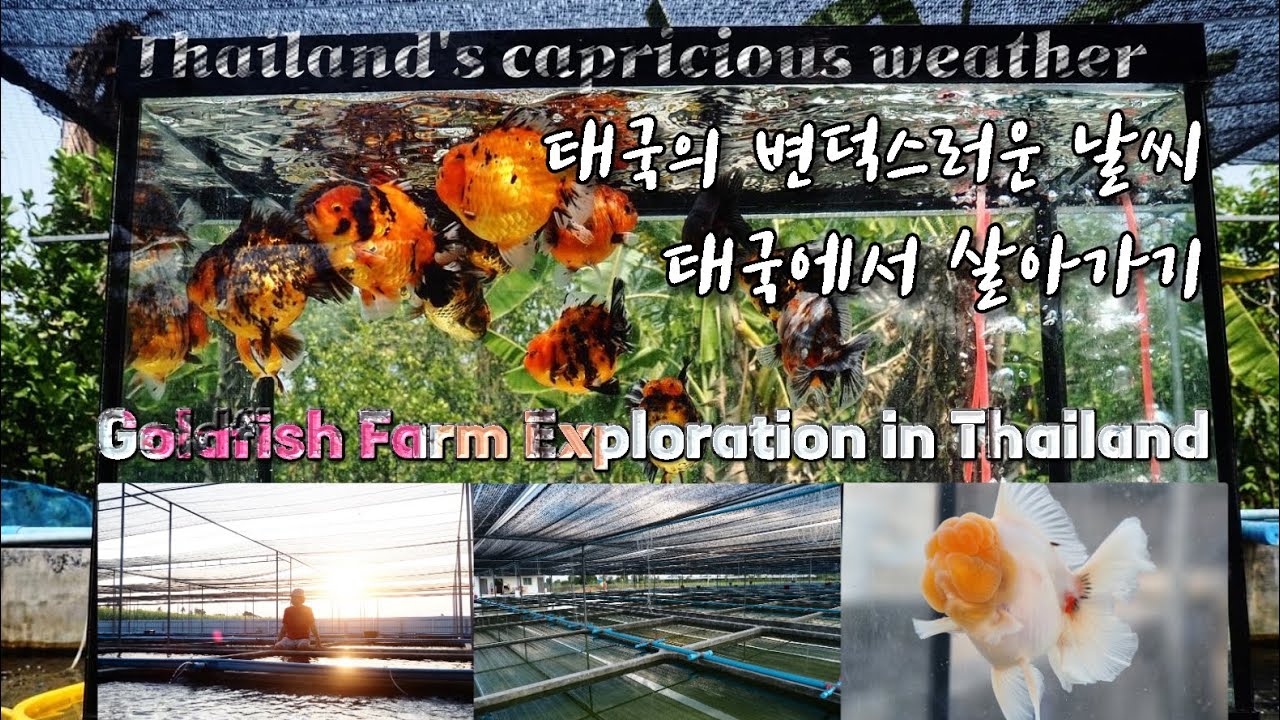 Thai nature and goldfish #memory 태국의 자연과 일상 금붕어 선별 #금붕어 #goldfish # ...