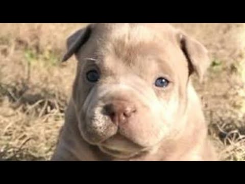 American bully dog for sale | Miagi bloodline puppies for sale | Cute ...