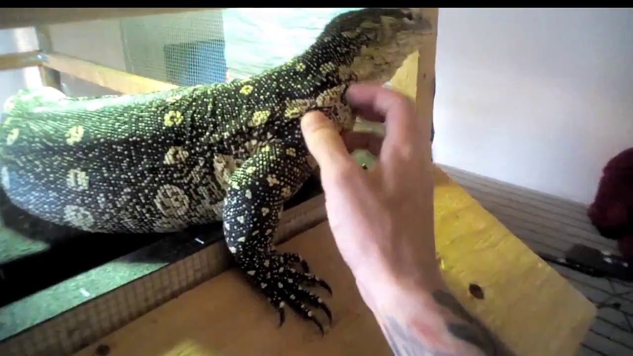 My Ornate Monitor almost 2 years old 5 feet long - YouTube