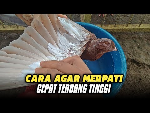 CARA AGAR MERPATI BISA TERBANG TINGGI‼️