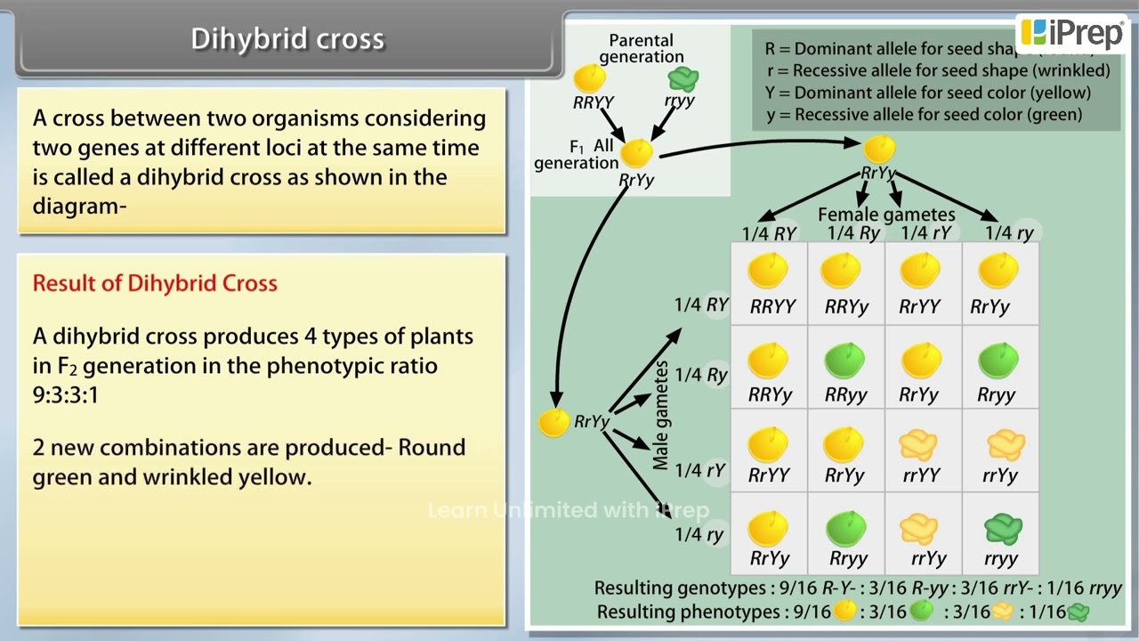 Dihybrid Cross Mendelian Genetics Dihybrid Cross Display, Biorama™