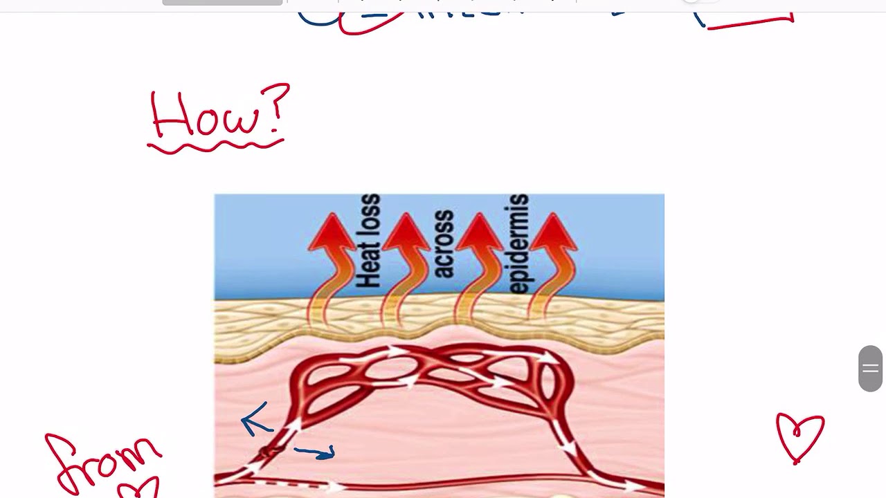 Bodies reaction to hot and cold (Thermoregulation) - YouTube