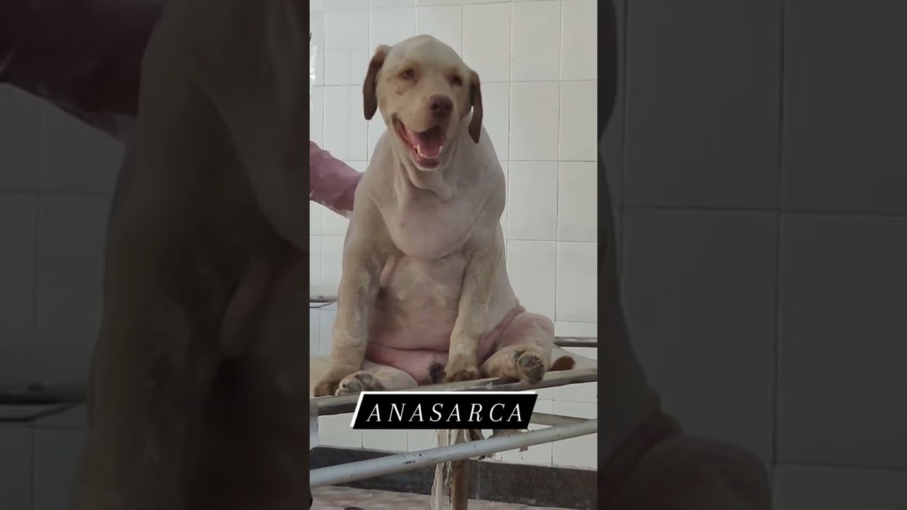 What Causes Anasarca Puppies