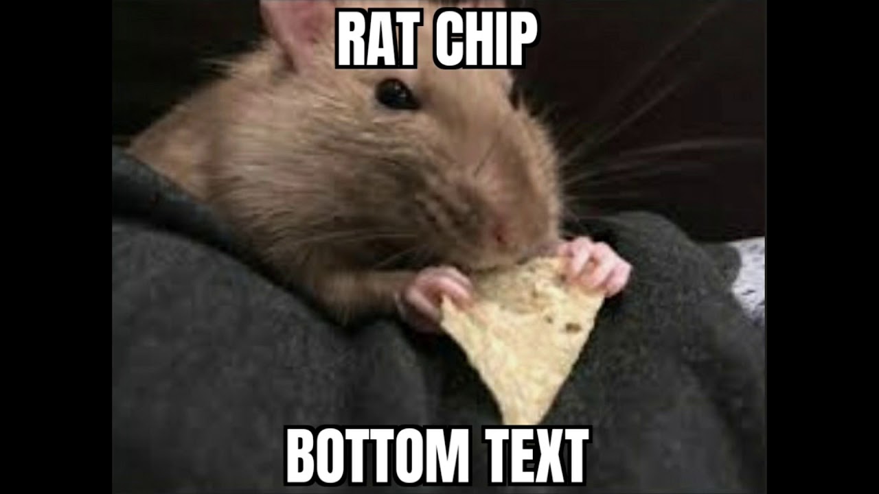Rat chip - YouTube
