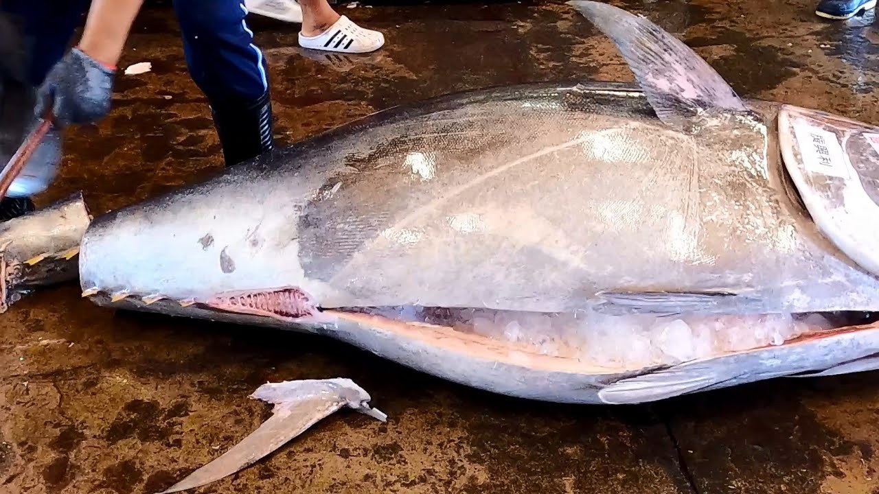 Over 400kg Super-Huge Bluefin Tuna Fluency and Perfectly Cut - YouTube