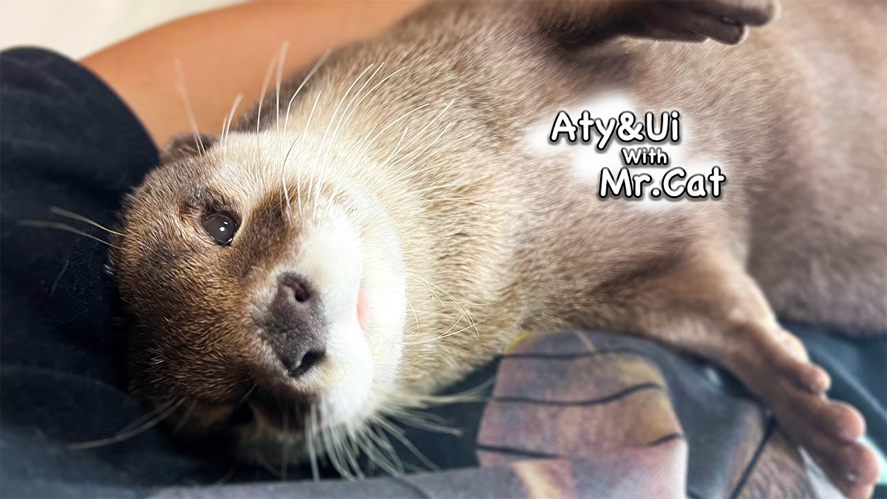 Otters stick to me like magnets [Otter Life Day 764] - YouTube